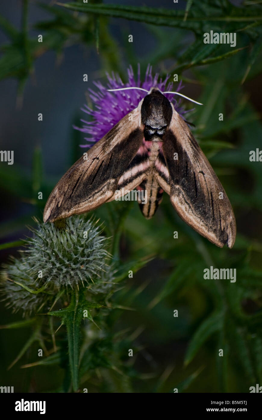 Privet hawk moth on purple thistle Stock Photo - Alamy