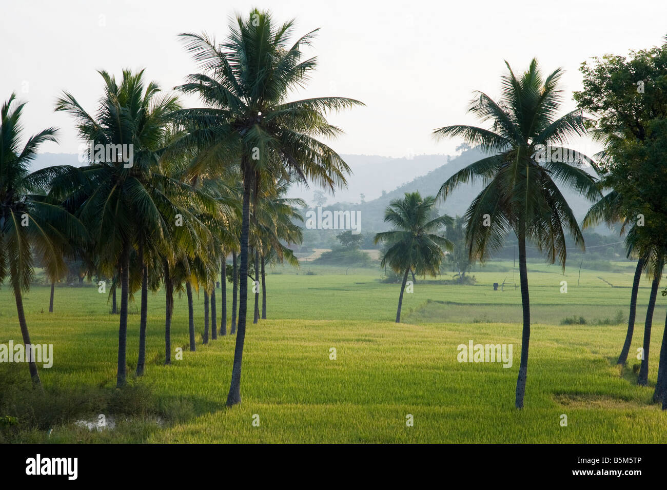 Coconut trees and rice paddies in the indian countryside. Puttaparthi ...