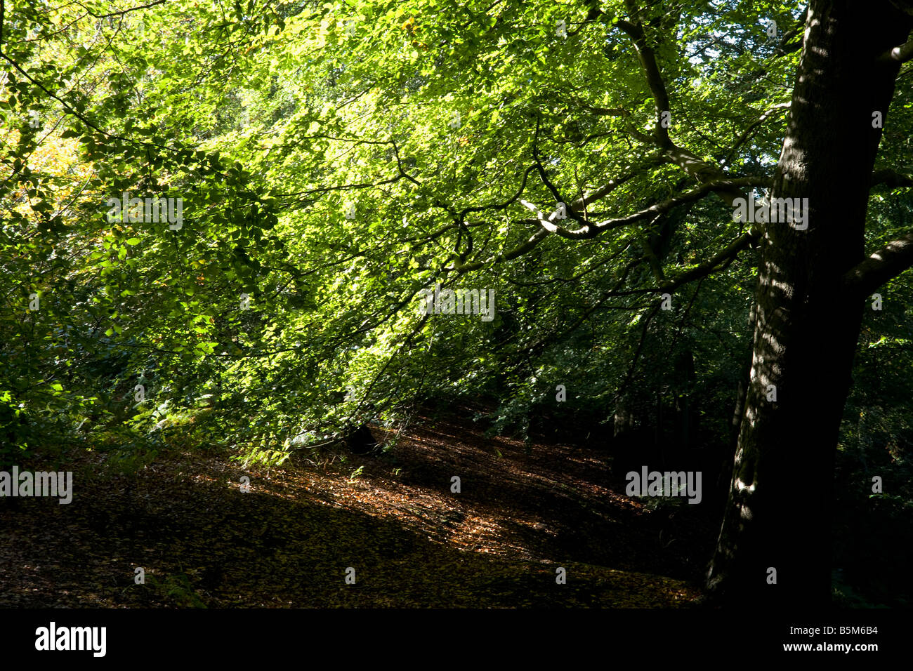Cheshire wood hi-res stock photography and images - Alamy
