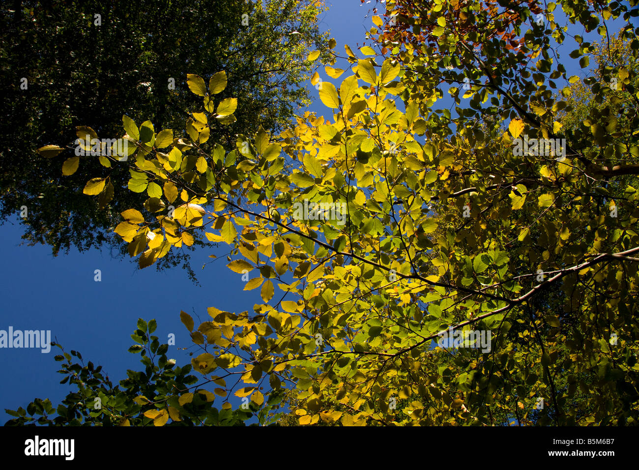 autumn foliage in a cheshire wood with sun and blue sky Stock Photo - Alamy