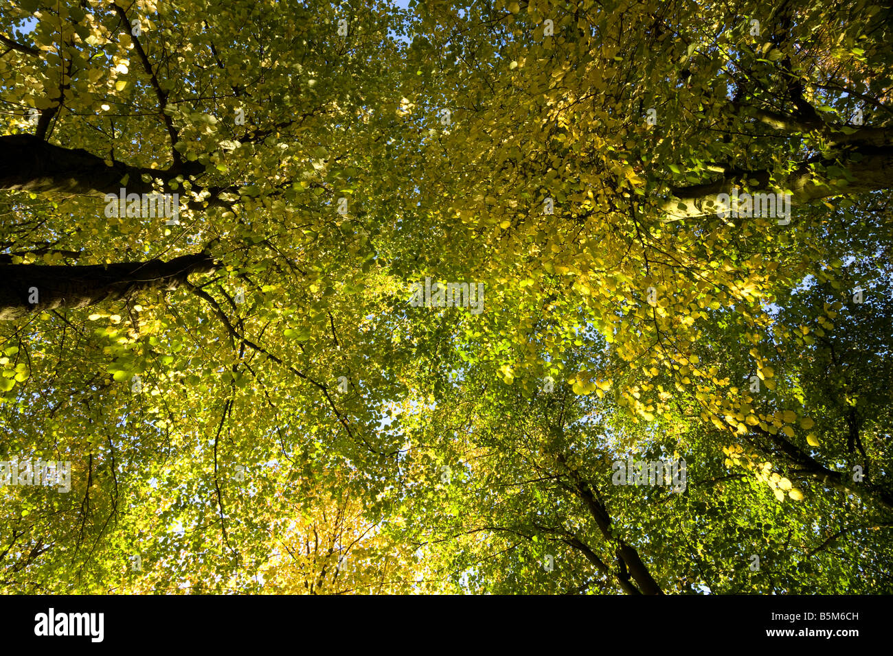 tree canopy in a derbyshire wood in autumn Stock Photo - Alamy