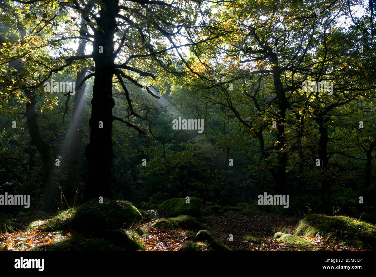 woodland landscape in the autumn with backlit trees Stock Photo - Alamy