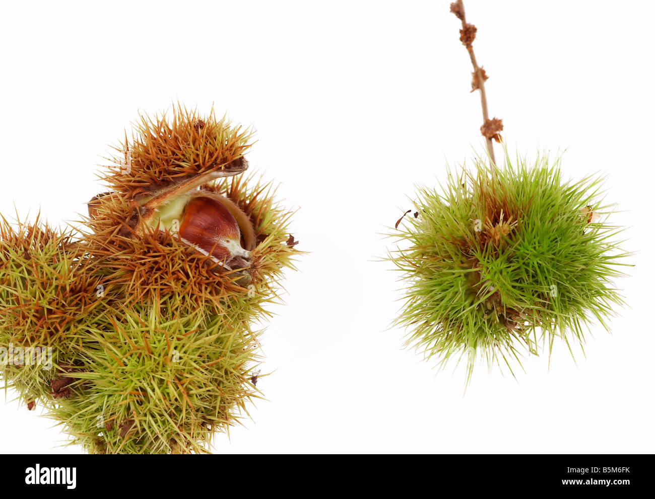 Sweet Chestnut case and nuts Castanea sativa Stock Photo - Alamy