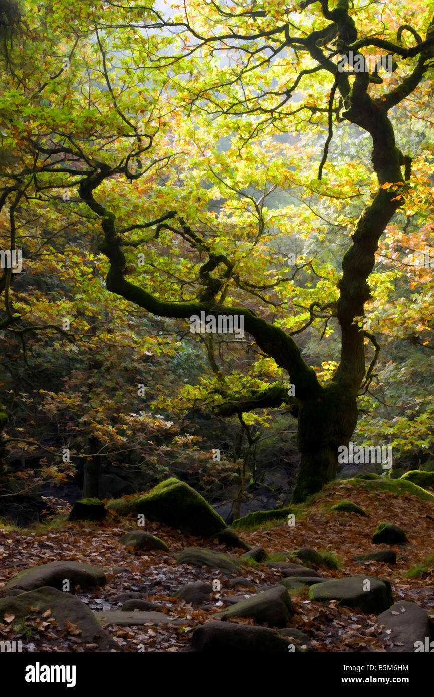 backlit trees in a derbyshire wood at autumn Stock Photo - Alamy