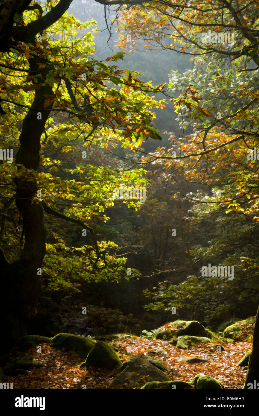 backlit derbyshire autumn forest scene Stock Photo - Alamy