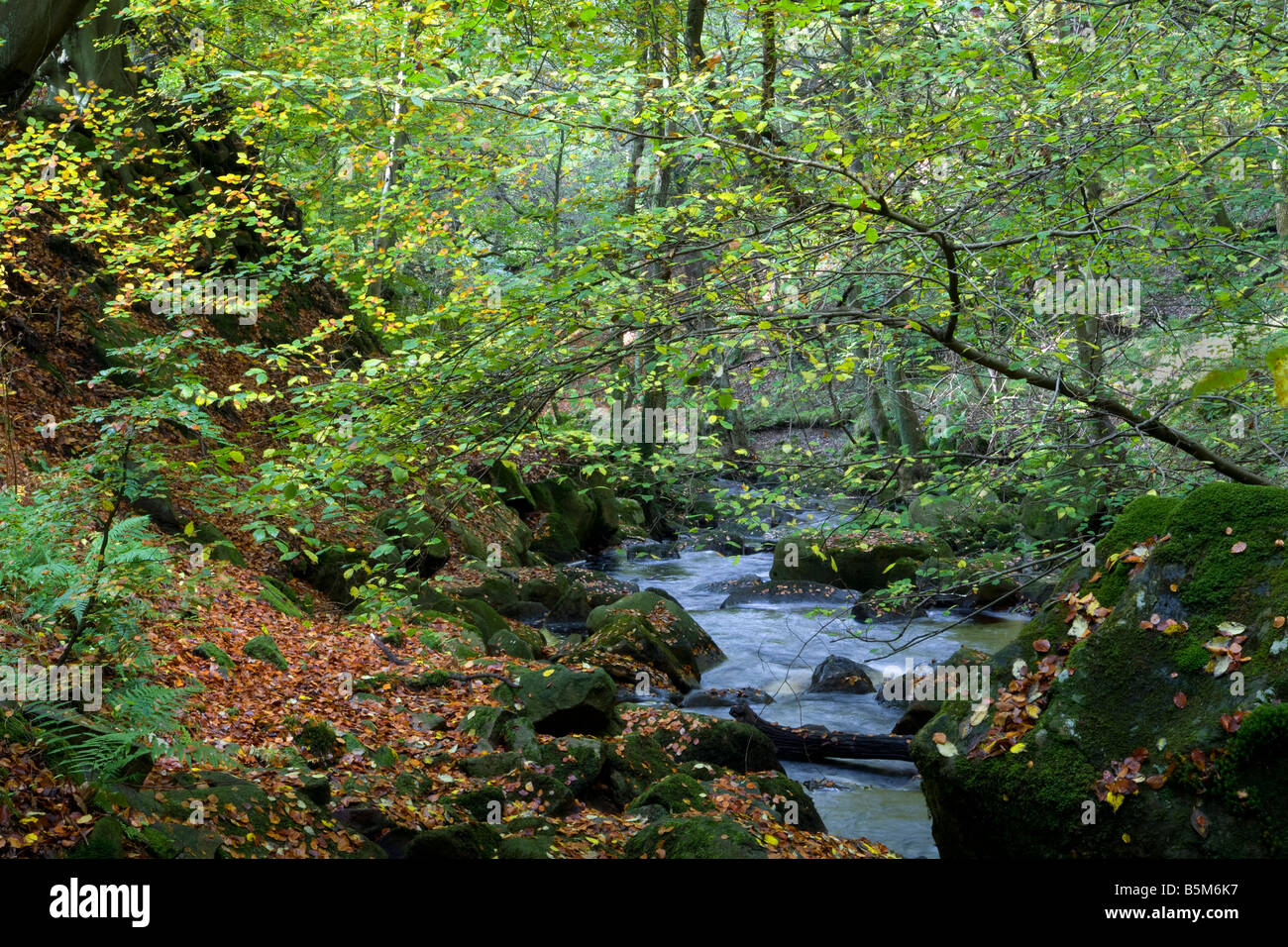 woodland stream in autumn Stock Photo - Alamy