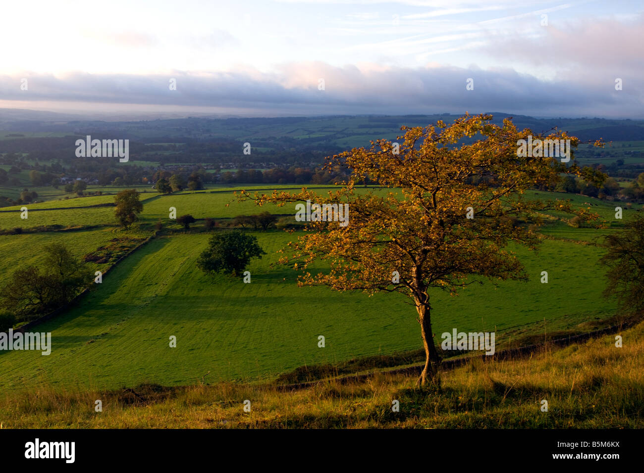autumn tree at longstone edge derbyshire Stock Photo - Alamy