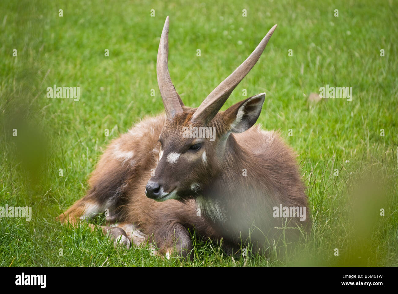 Red lechwe hi-res stock photography and images - Alamy
