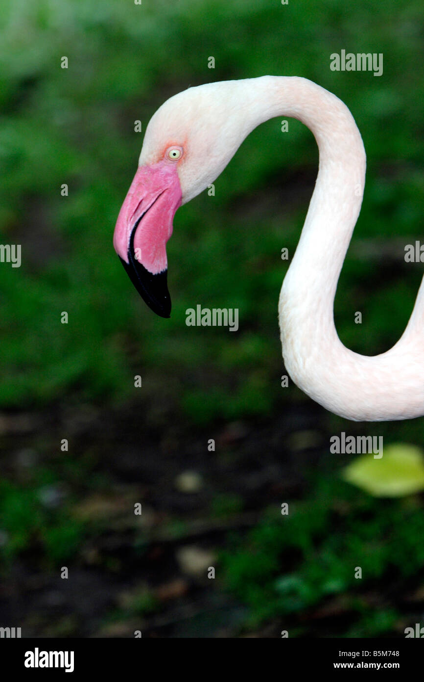 Japanese aviary hi-res stock photography and images - Alamy