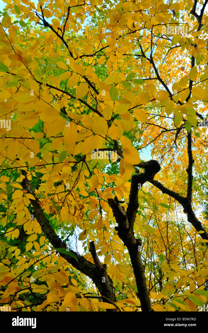 Yellow birch tree hi-res stock photography and images - Alamy