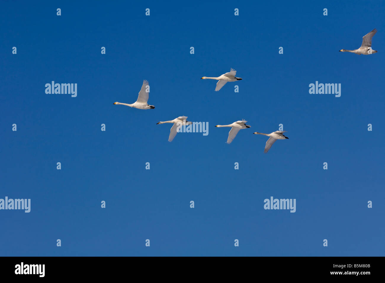 Flying wedge formation hi-res stock photography and images - Alamy