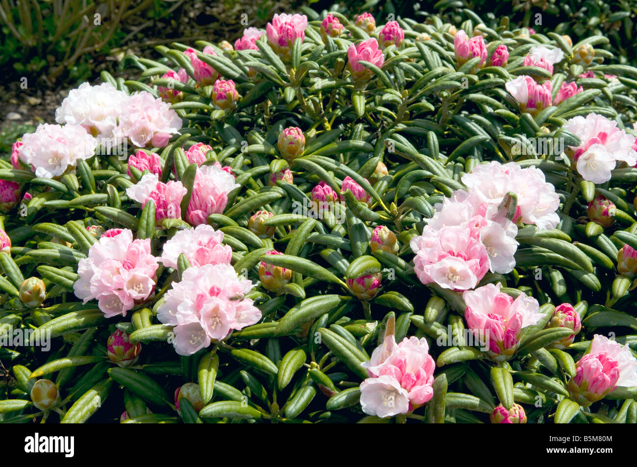 Rhododendron `Pink Pearl` Stock Photo - Alamy