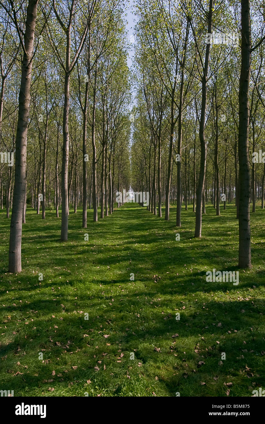Poplar Tree Rural Scene Agriculture Stock Photo - Alamy