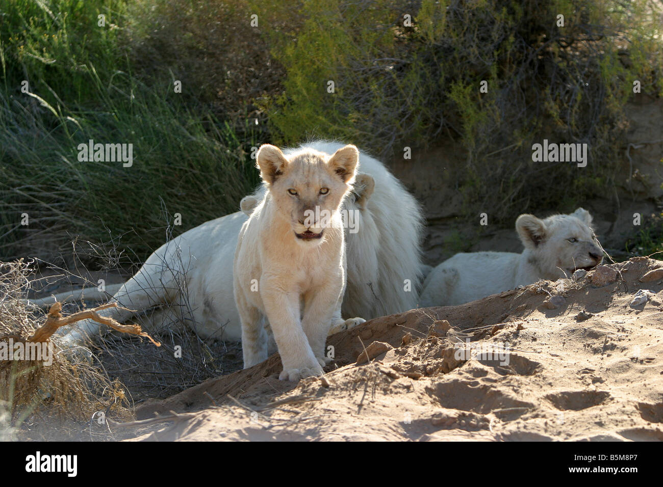 White Lion cubs Stock Photo - Alamy