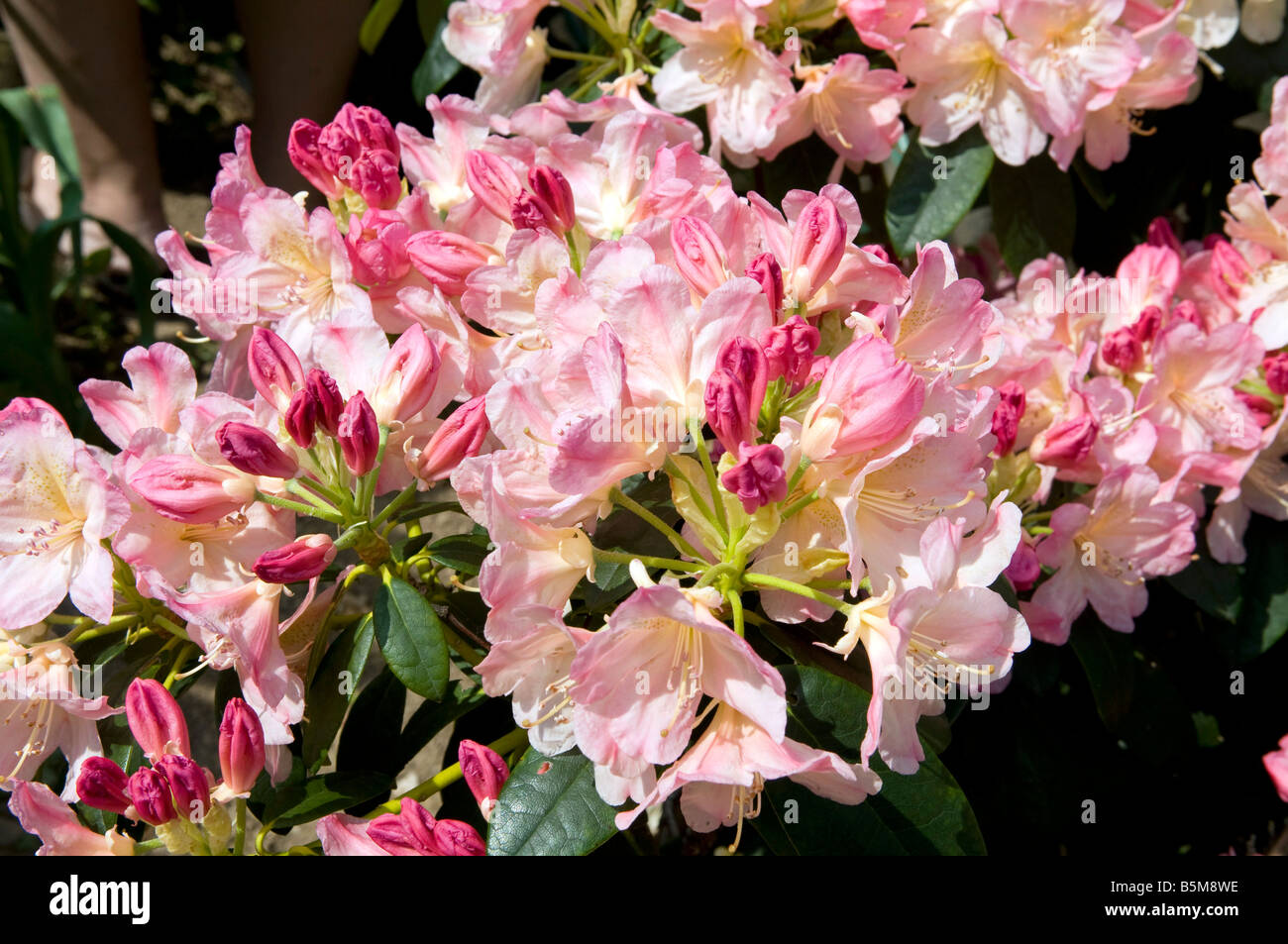 Rhododendron `Percy Wiseman` Stock Photo - Alamy