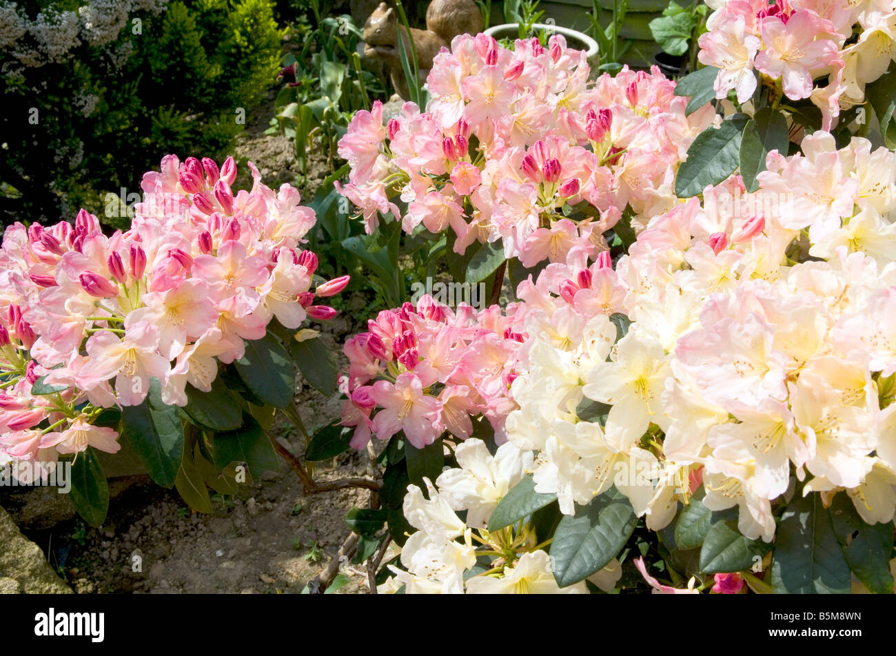 Rhododendron `Percy Wiseman` Stock Photo - Alamy