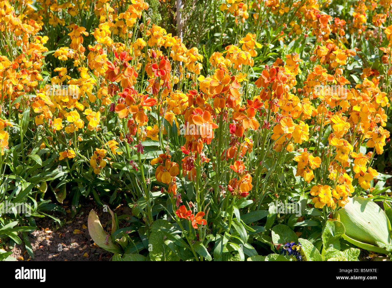 Cheiranthus allionii wallflower Stock Photo - Alamy