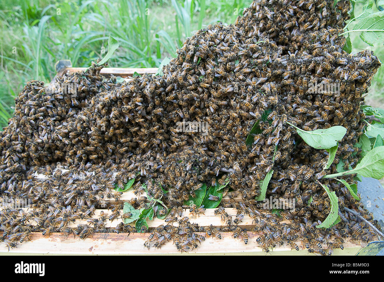 bees, wild swarm Stock Photo - Alamy