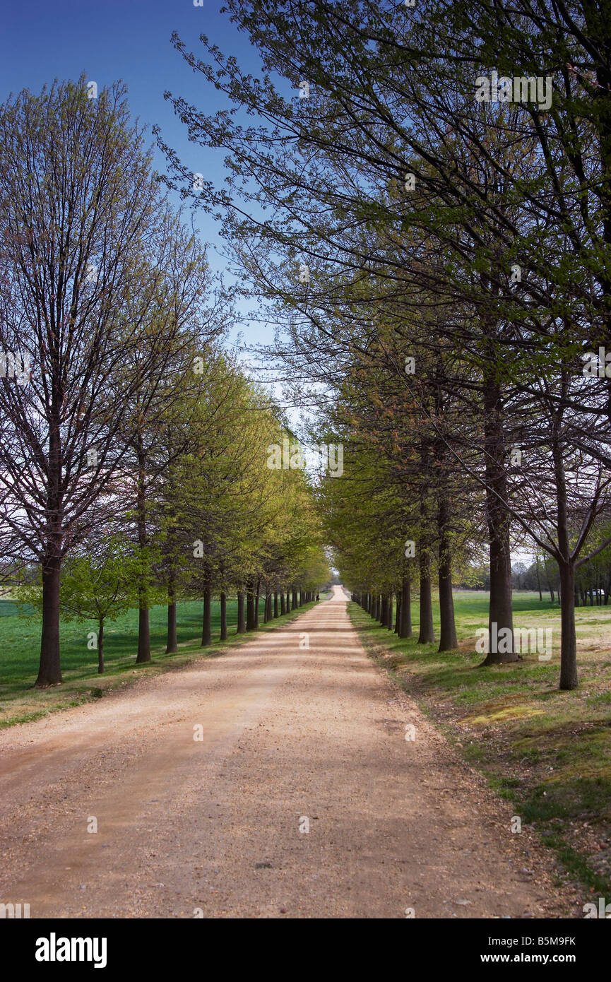 The allee leading to Shirley Plantation on the James River Charles City ...