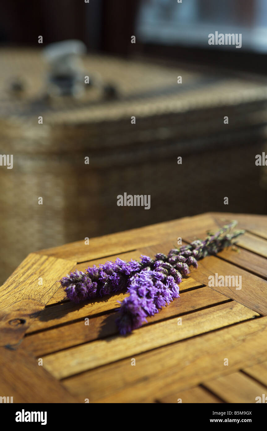 Sprig of lavender hi-res stock photography and images - Alamy