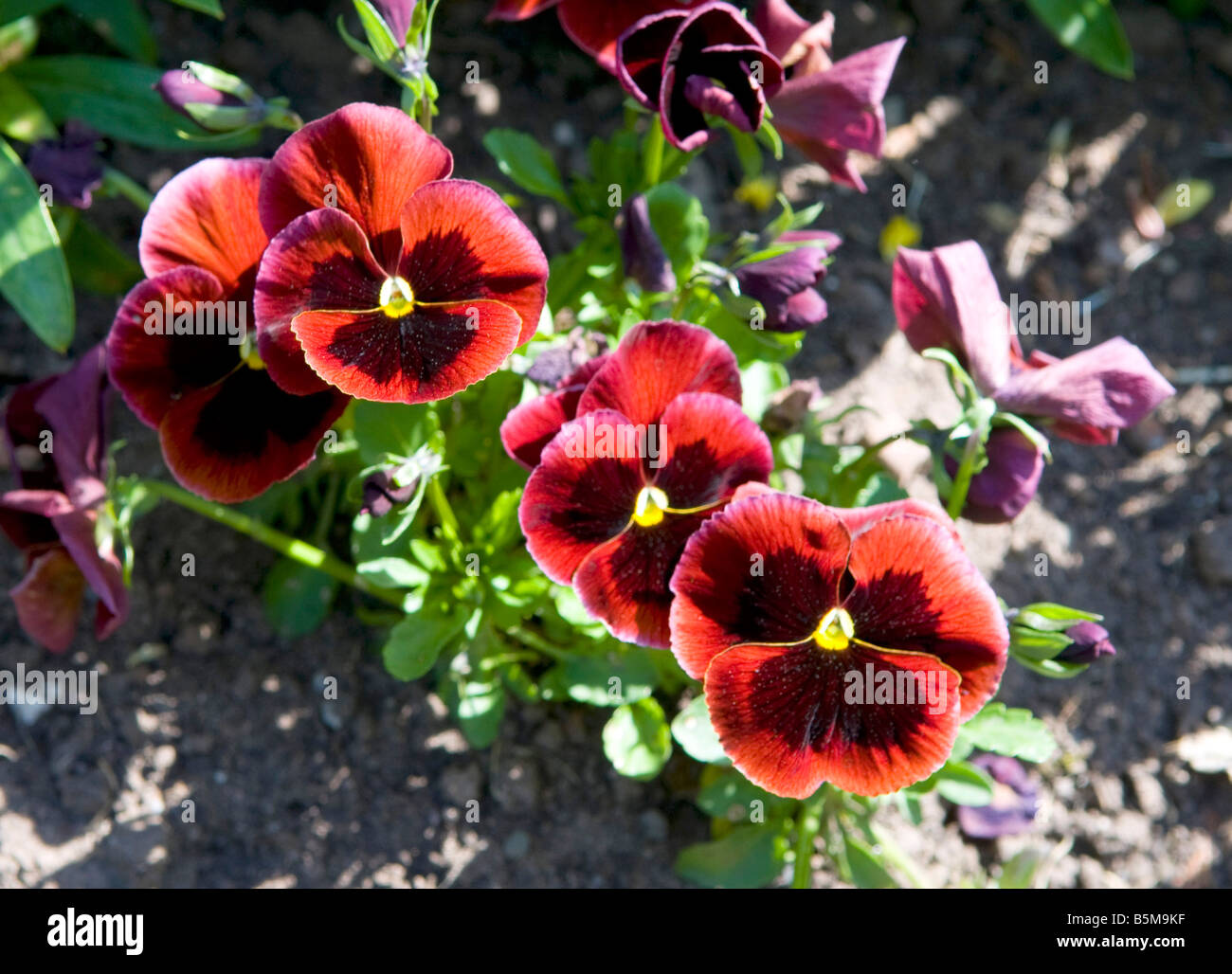 Viola Pansy Faced Type Stock Photo - Alamy