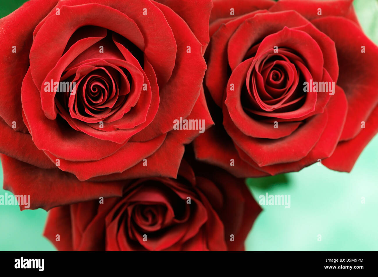 Three Red Rose Flowers Stock Photo - Alamy