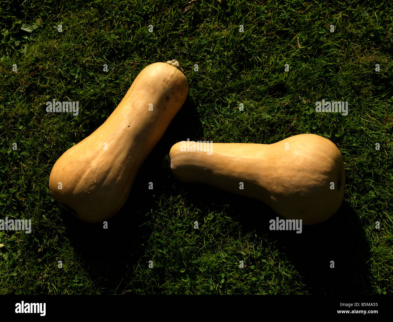 Nut squash hi-res stock photography and images - Alamy