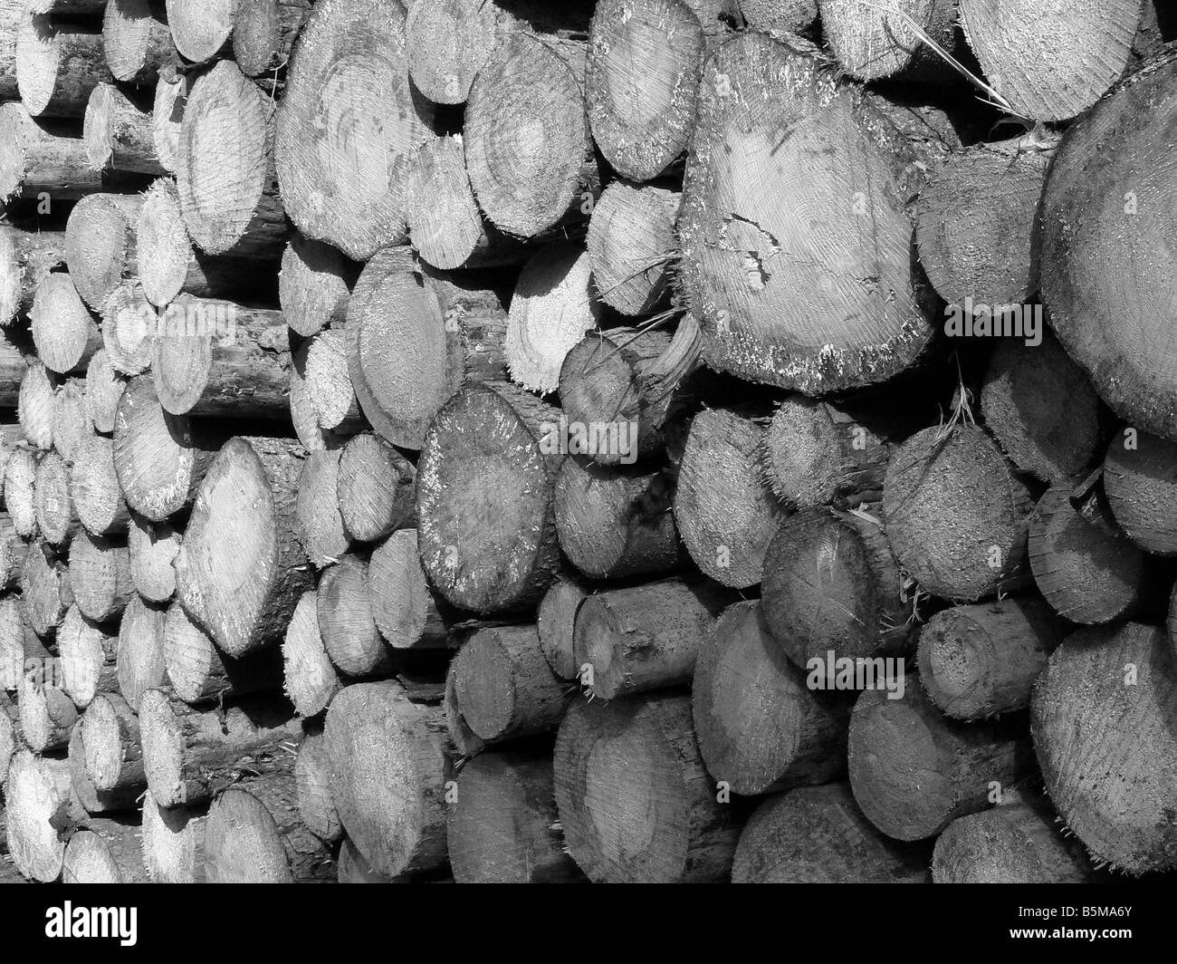 Log logging logs logs of wood Black and White Stock Photos & Images - Alamy