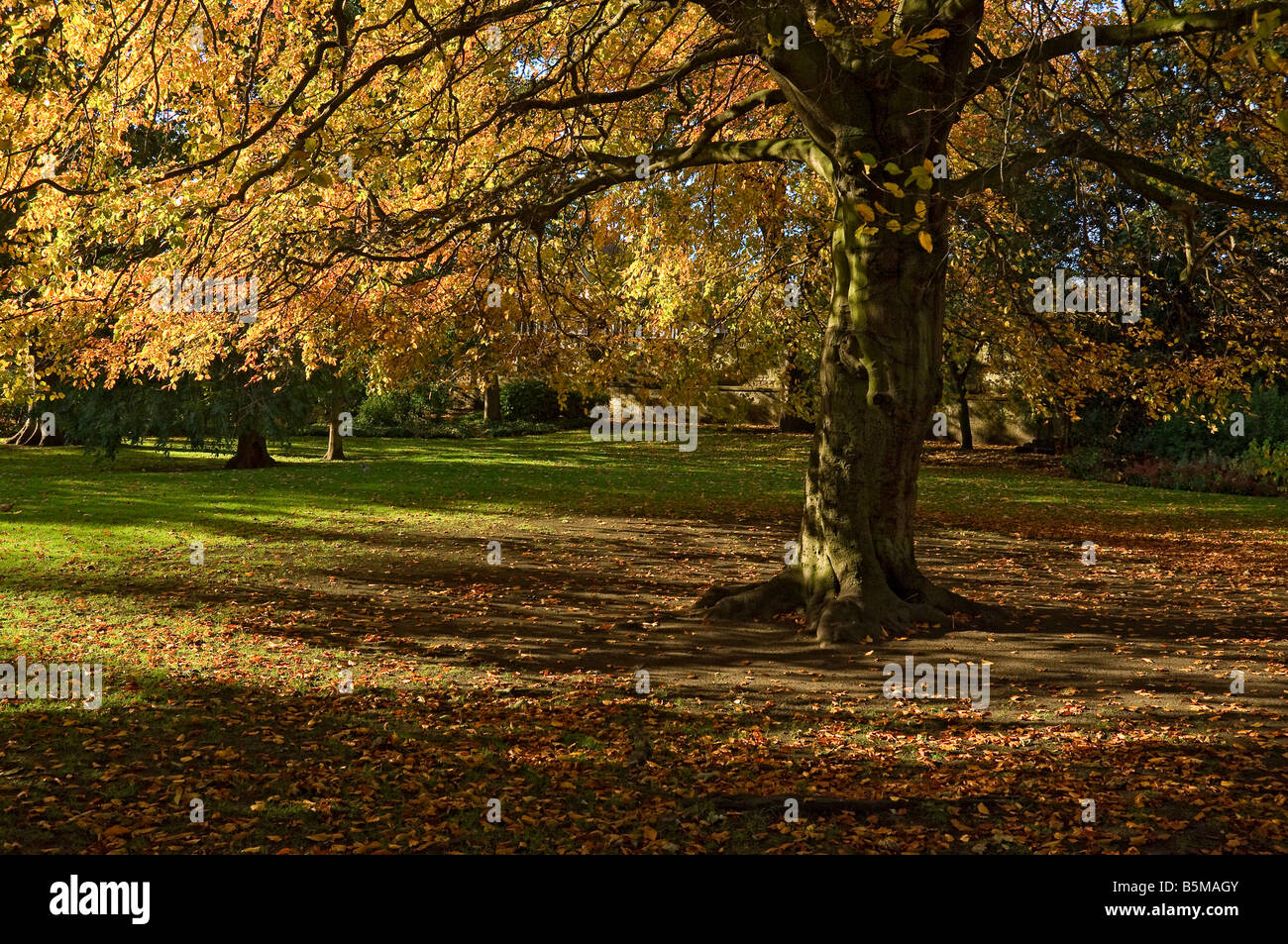 Beech tree leaves fagus sylvatica in autumn fall England UK United ...