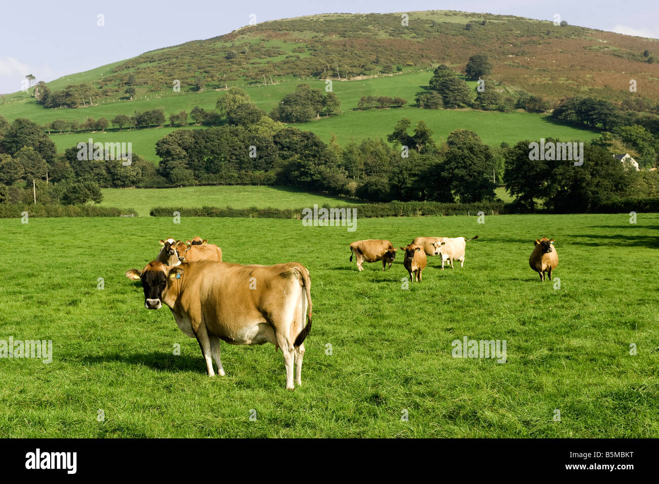 Jersey dairy cattle graze in the Welsh countryside near Ruthin Wales ...