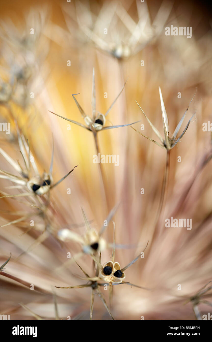 Allium christophii autumn hi-res stock photography and images - Alamy