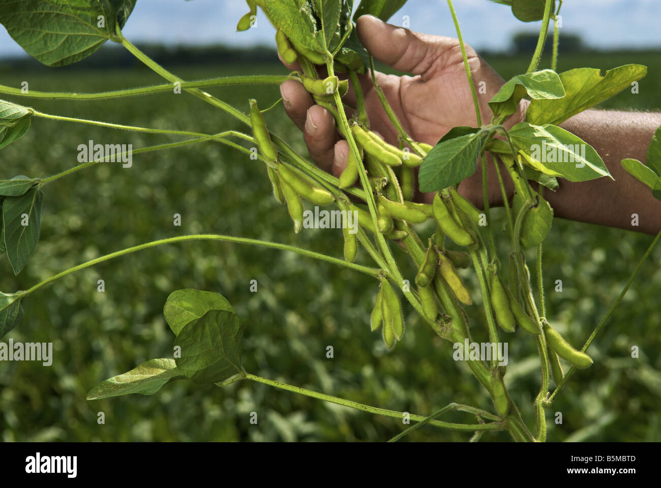 A male hand holding soybean stalks Stock Photo - Alamy
