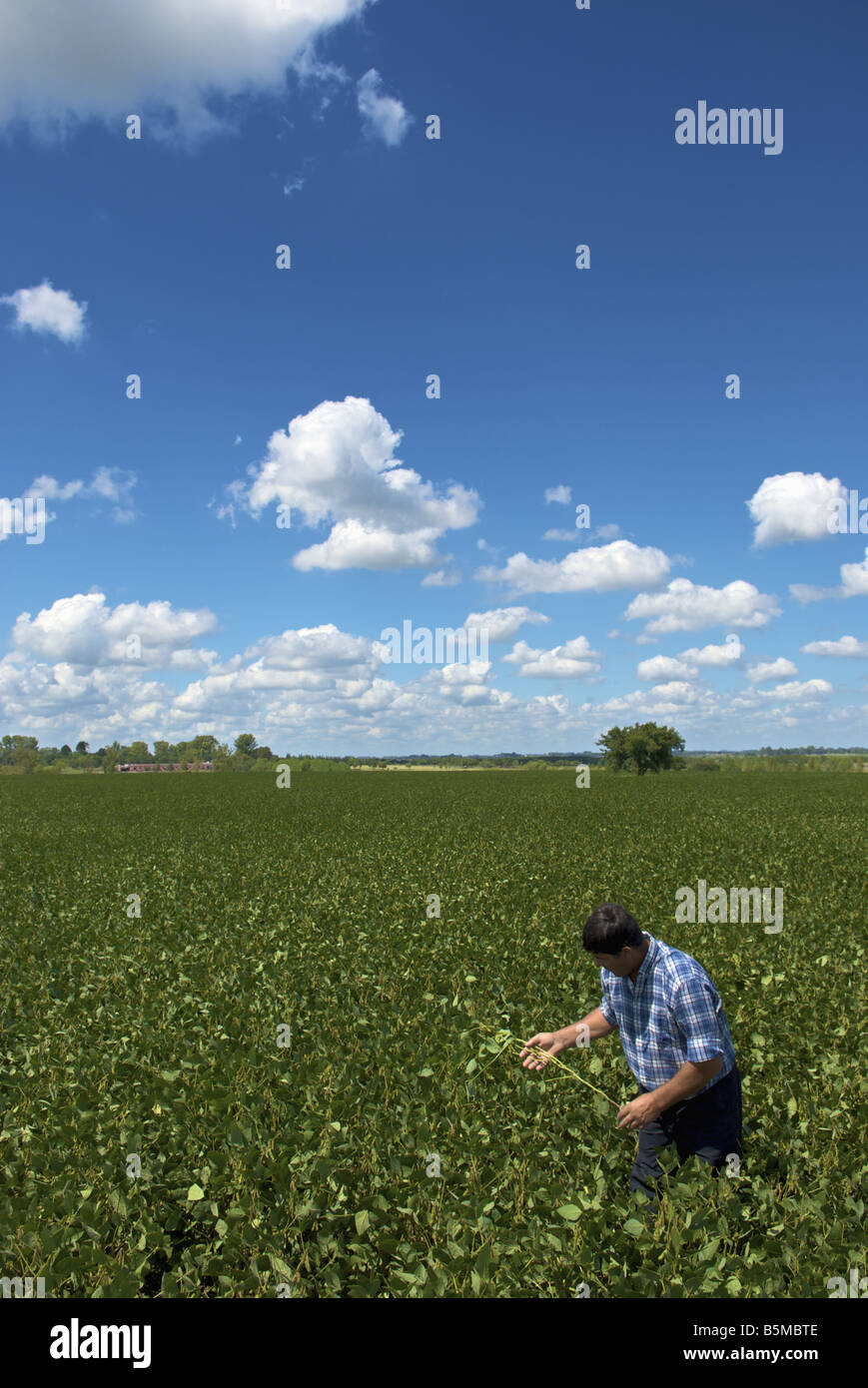 Soybean field man hi-res stock photography and images - Alamy