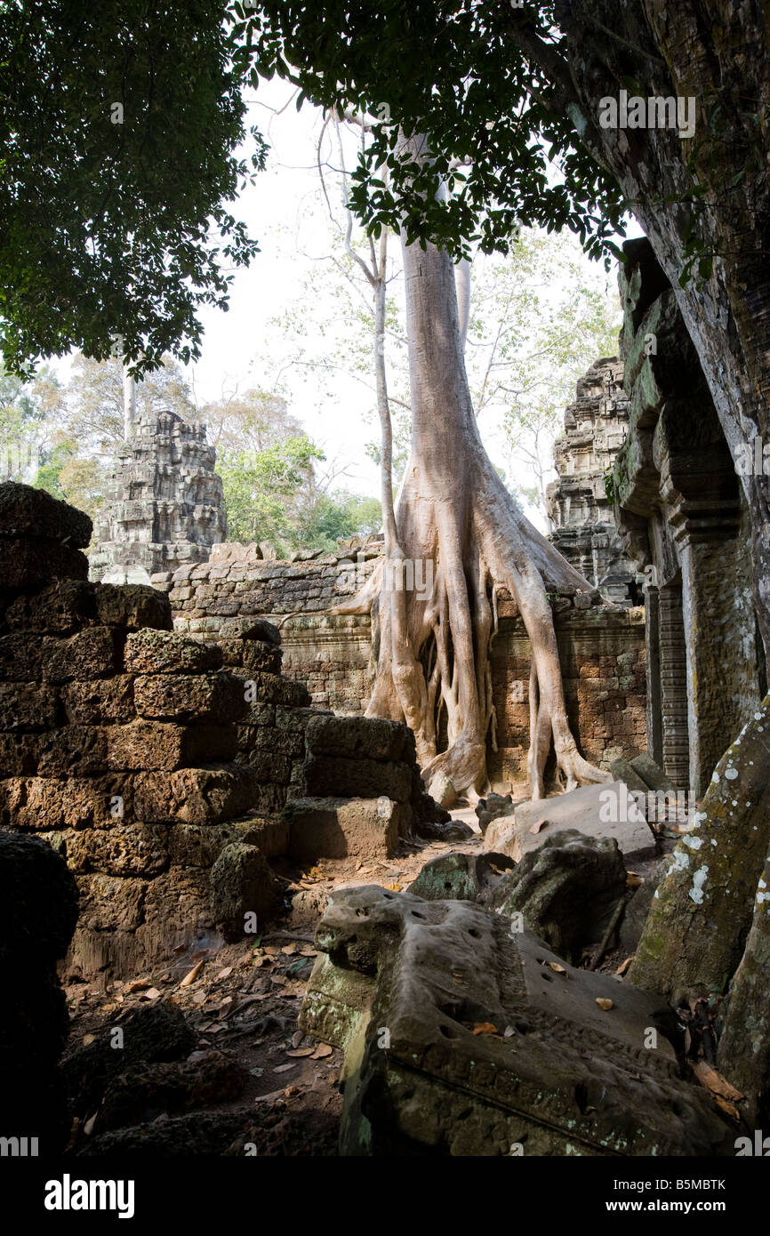 Inside the overgrown temple of Ta Prohm Temples of Angkor Siem Reap Cambodia Stock Photo - Alamy