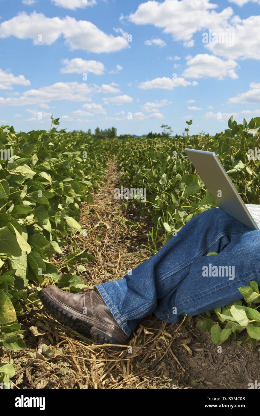 Field with soybeans hi-res stock photography and images - Alamy