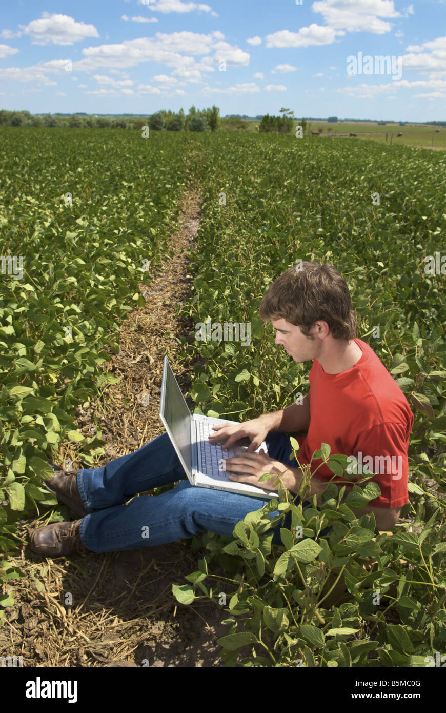 Field Of Soybeans Stock Photos & Field Of Soybeans Stock Images - Alamy