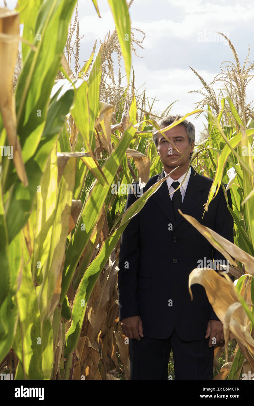A business man in a corn field Stock Photo - Alamy