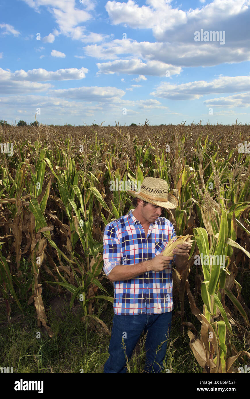 Farmer examining ear corn hi-res stock photography and images - Alamy