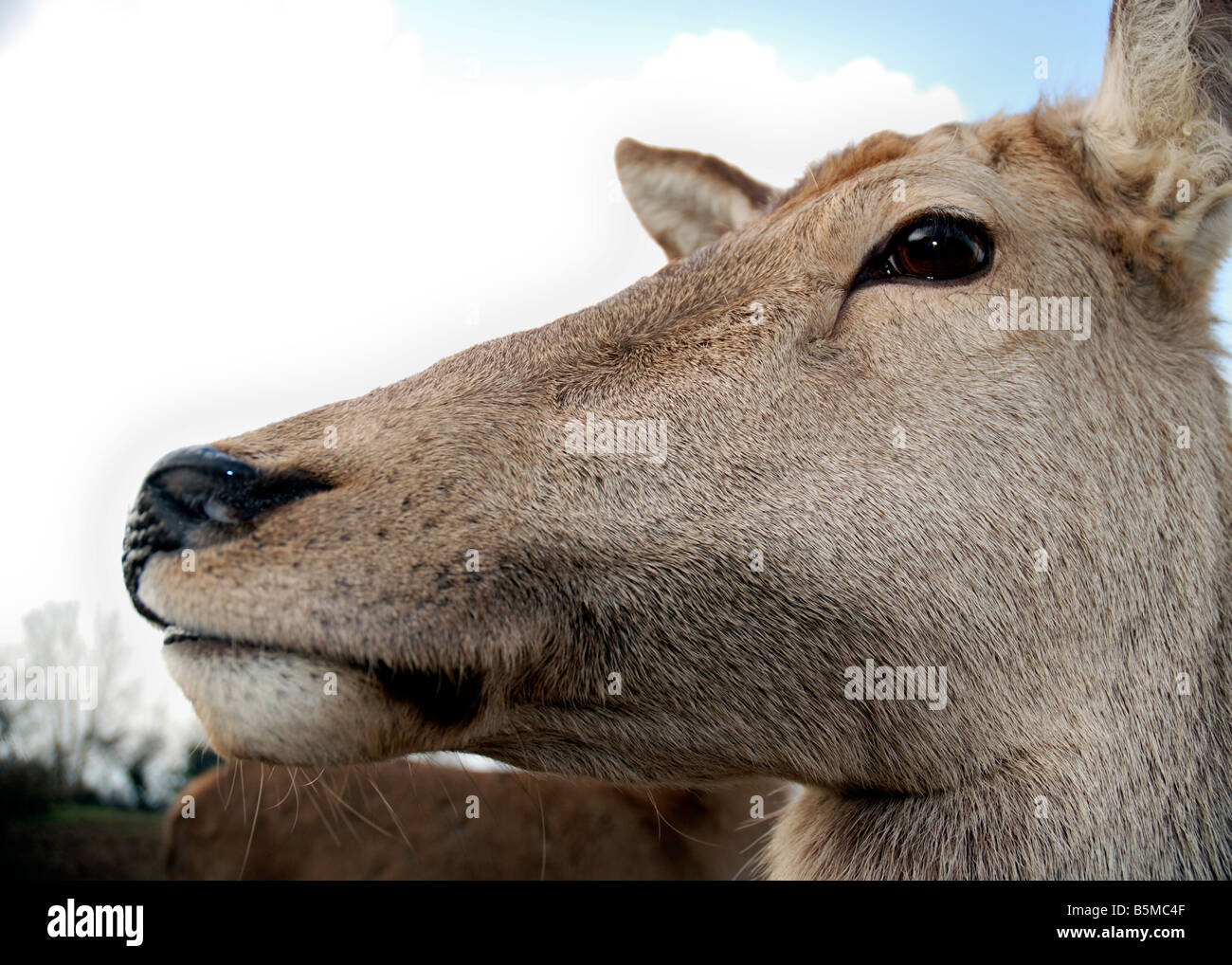 close up of red deer head dartmoor national park Stock Photo - Alamy