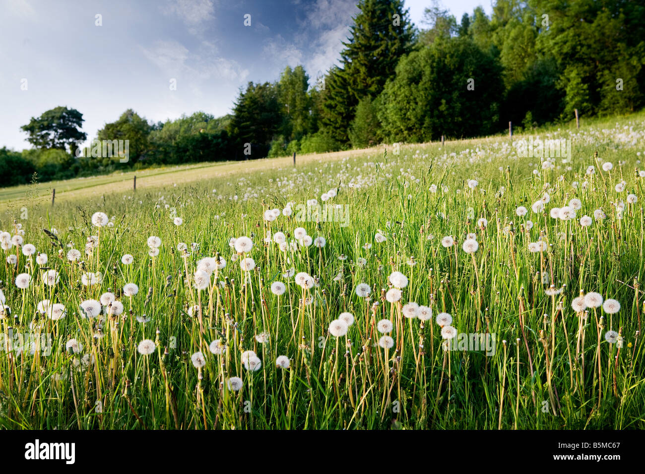 A field of dandelions in nature Stock Photo - Alamy