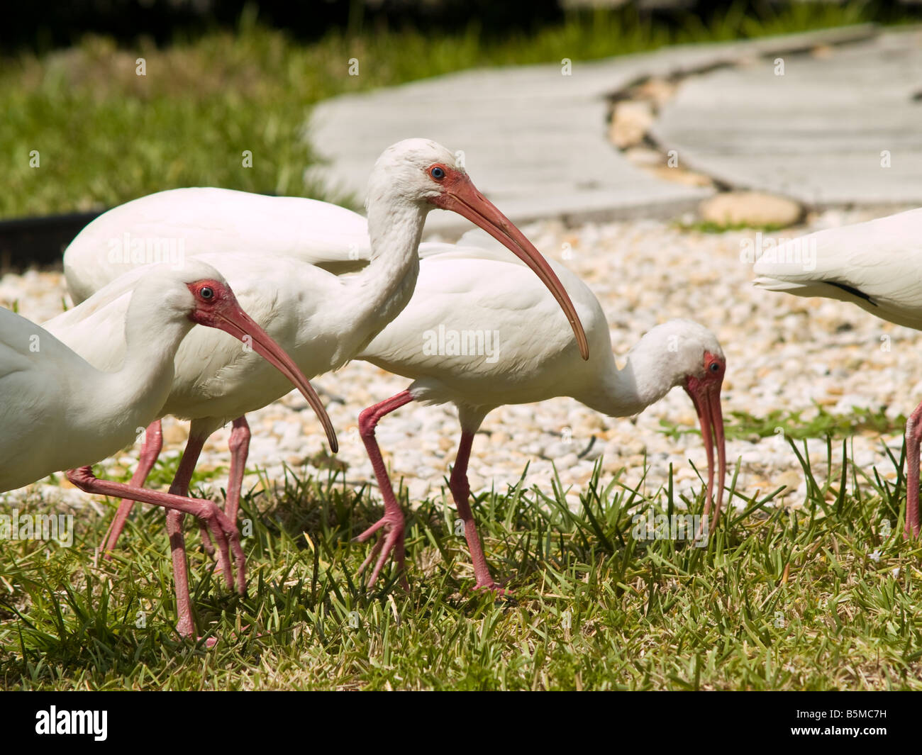 White face ibis hi-res stock photography and images - Alamy