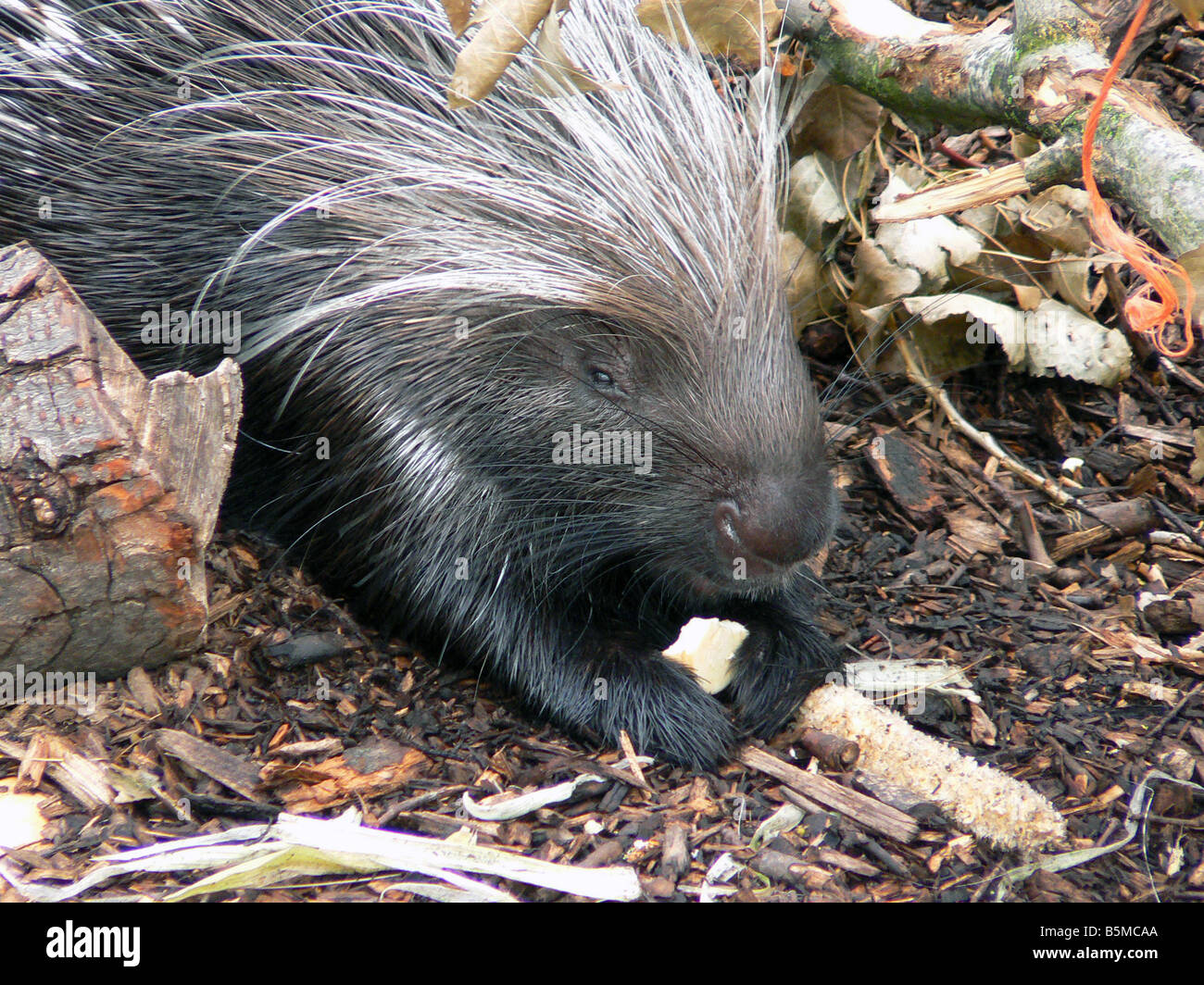 Porcupine sharp quills hi-res stock photography and images - Alamy