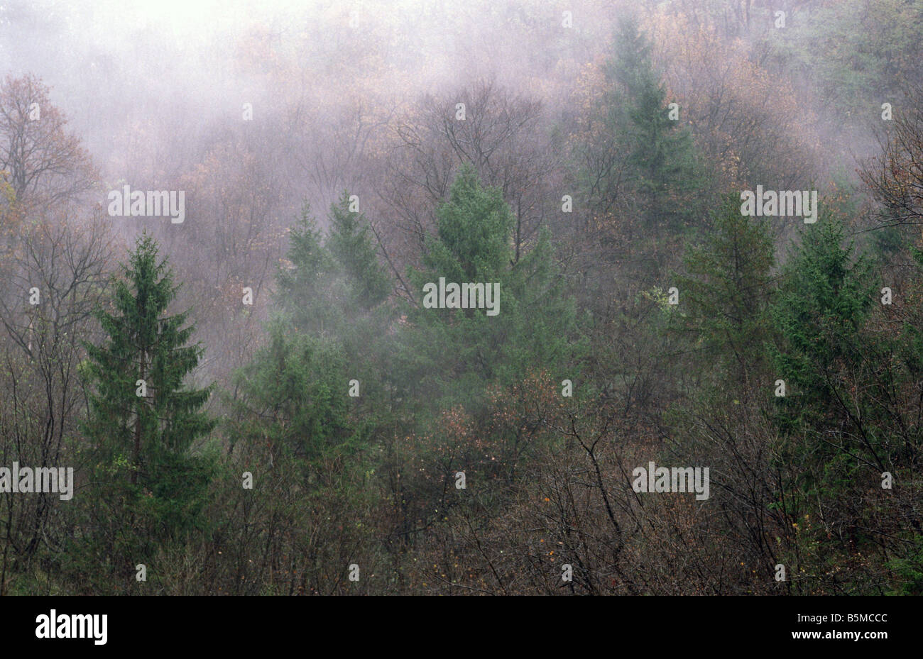 Pine trees in the mist Stock Photo - Alamy