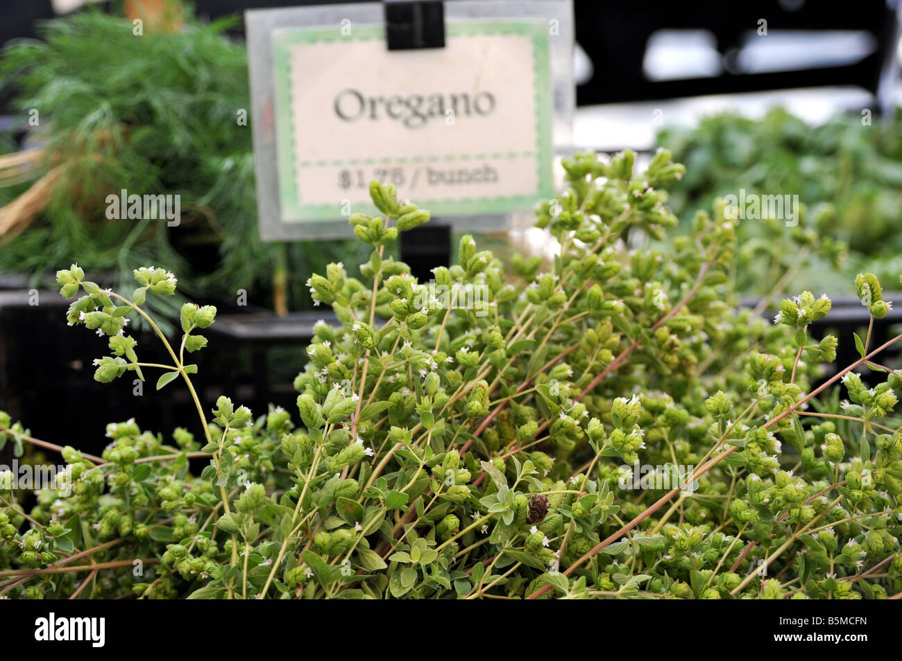 Union square farmers market plants hi-res stock photography and images ...