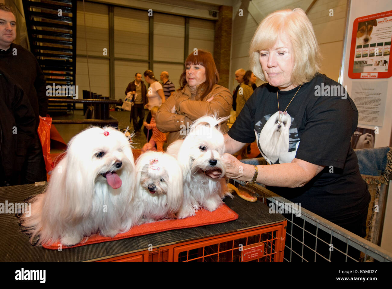 Discover dogs hi-res stock photography and images - Alamy