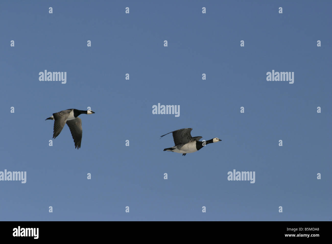 A pair of Barnacle Geese, Branta leucopsis, in flight Stock Photo - Alamy