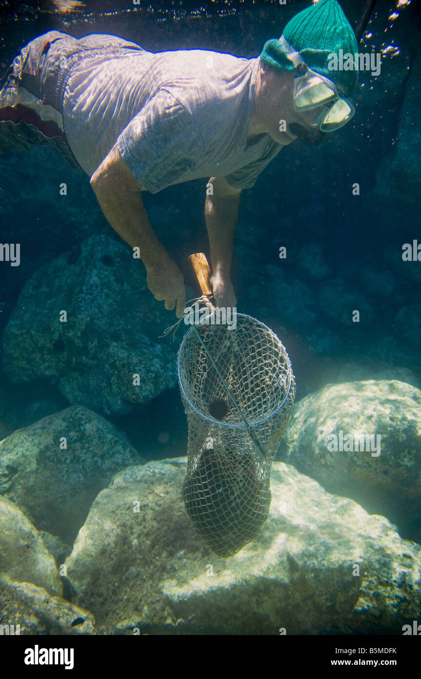 Fishing sea urchins underwater hi-res stock photography and images - Alamy
