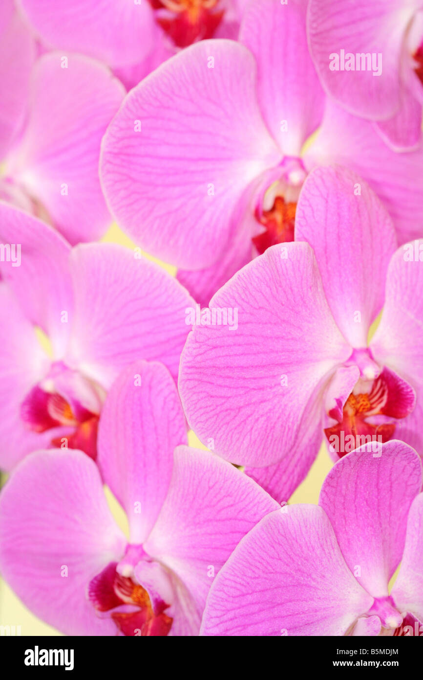 Panama tropical orchids hi-res stock photography and images - Alamy