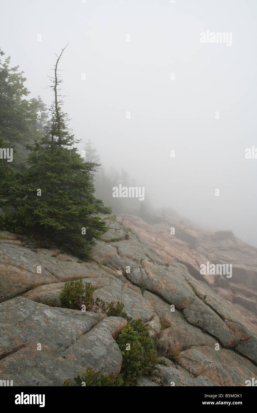 Scraggly Tree High Resolution Stock Photography and Images - Alamy