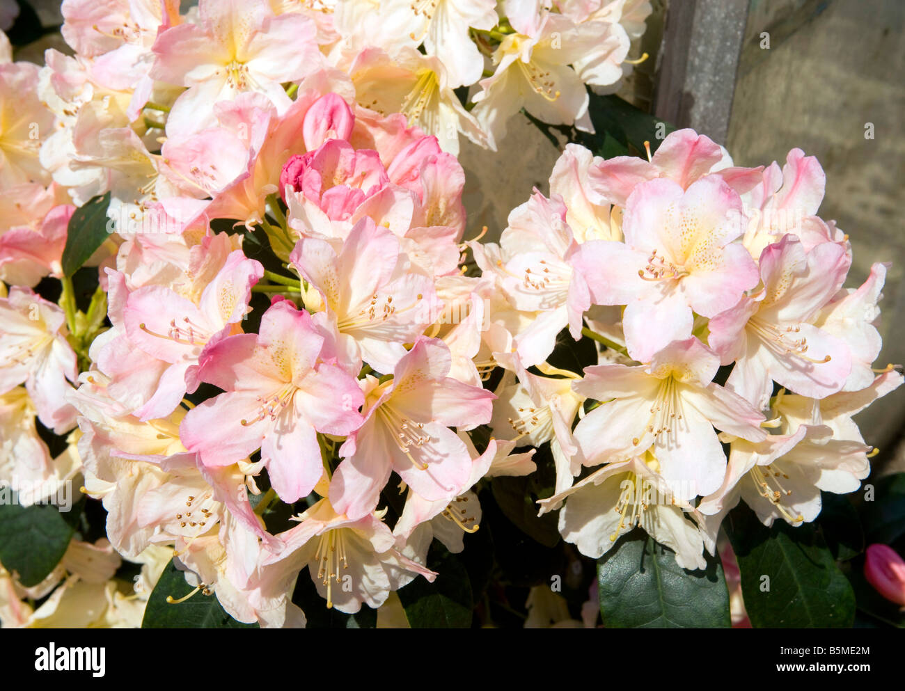 Rhododendron percy wiseman hi-res stock photography and images - Alamy